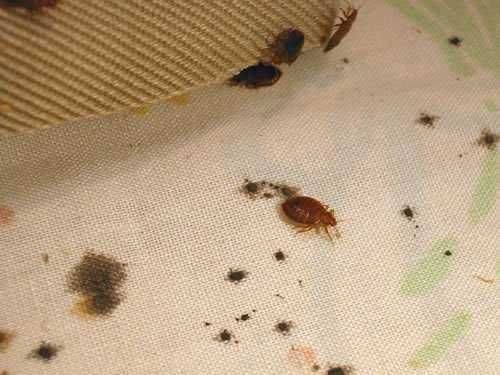 Come riconoscere le punture di insetti per curarsi bene