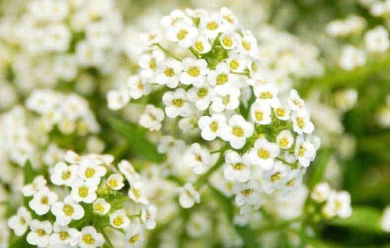 Il fascino dei fiori notturni top 10 cespugli