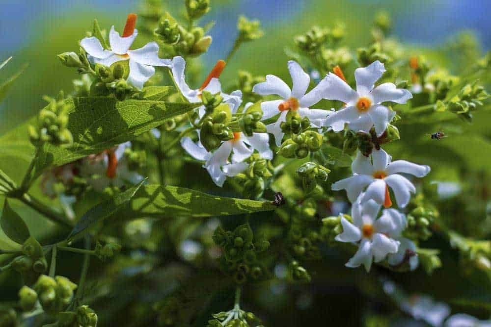 Il fascino dei fiori notturni top 10 cespugli