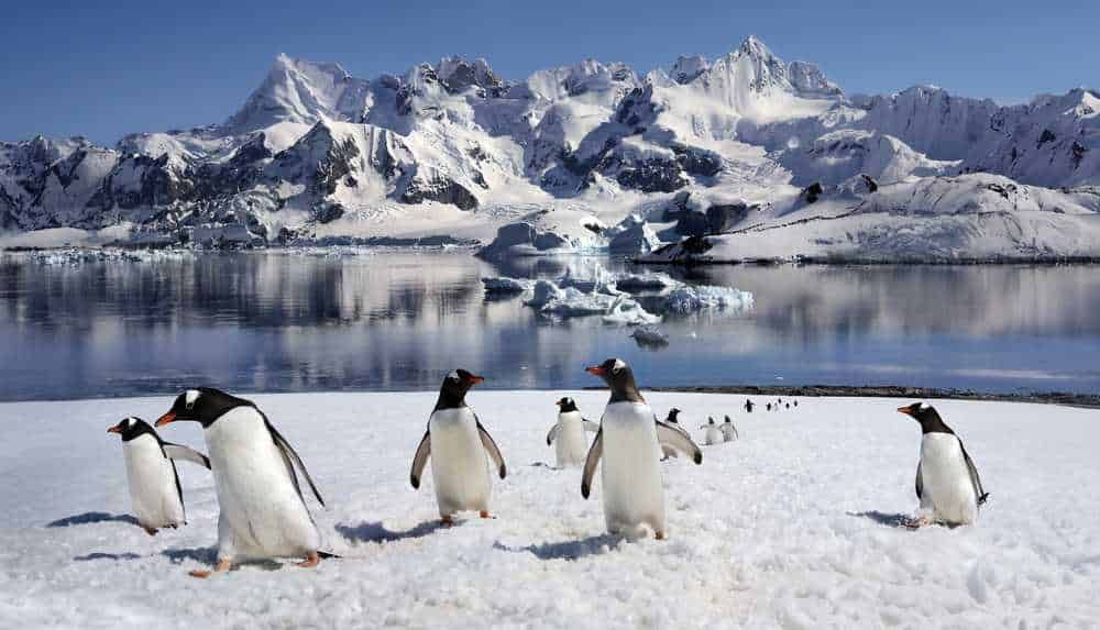 Artico e Antartico differenza geografica e clima