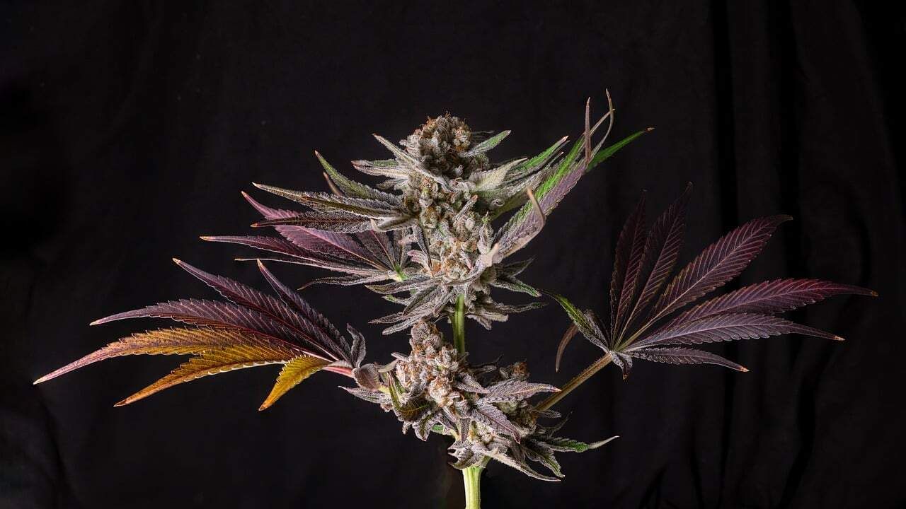 Cannabis viola: il lato più affascinante (e misterioso) della pianta