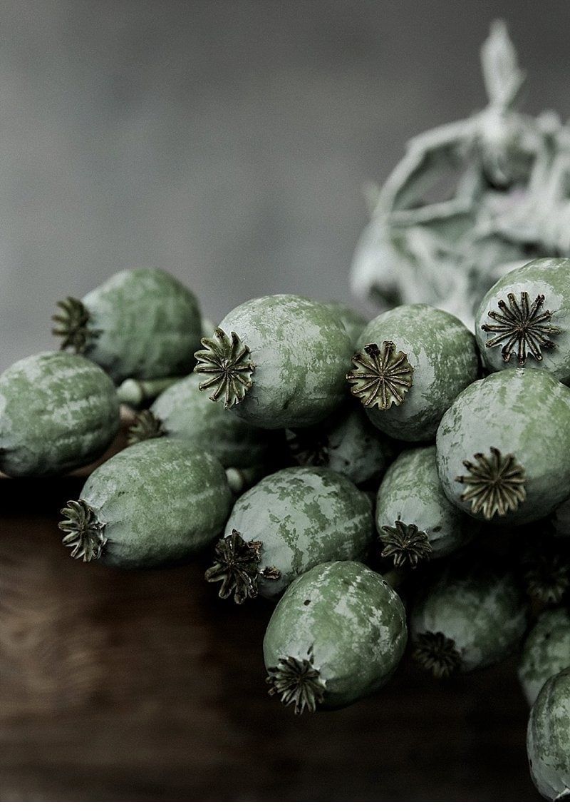 Die einzigartige Blumenwelt der Fine Art Floristin Tabea Maria-Lisa ...