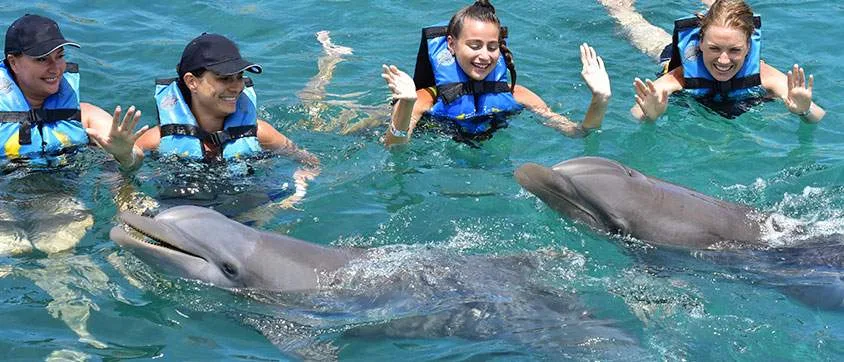 18 Best Places to Swim with Dolphins thru Dolphin Discovery – Your ...