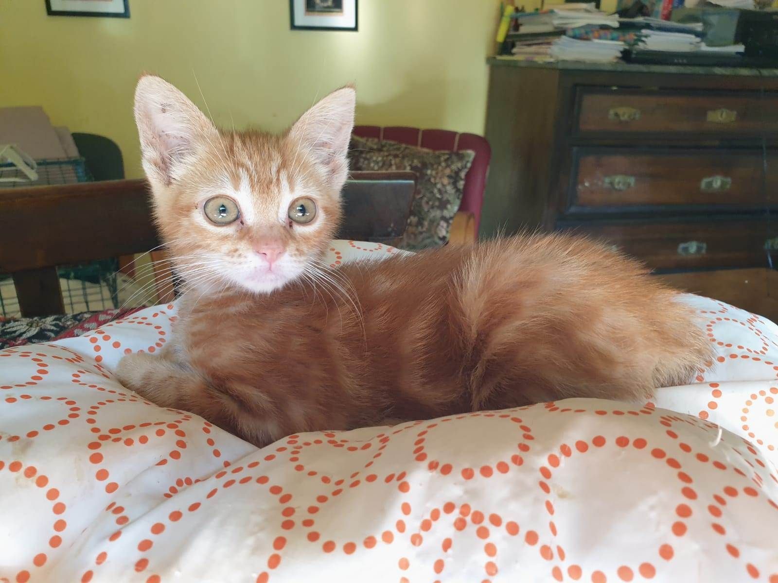 Adotta Leo - Gatti a Roma in Lazio