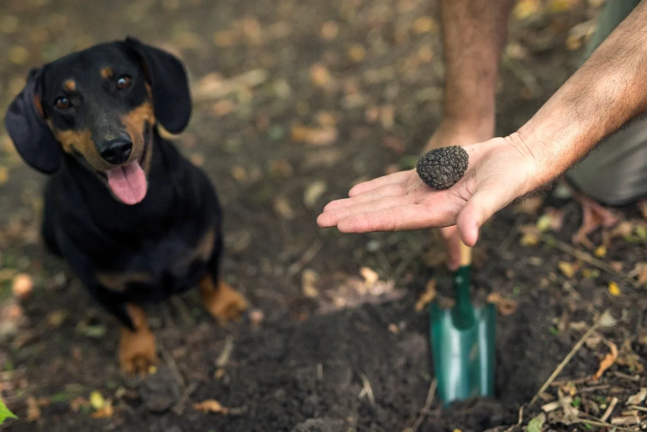 Cani da tartufo: quali sono le razze migliori e come sceglierli