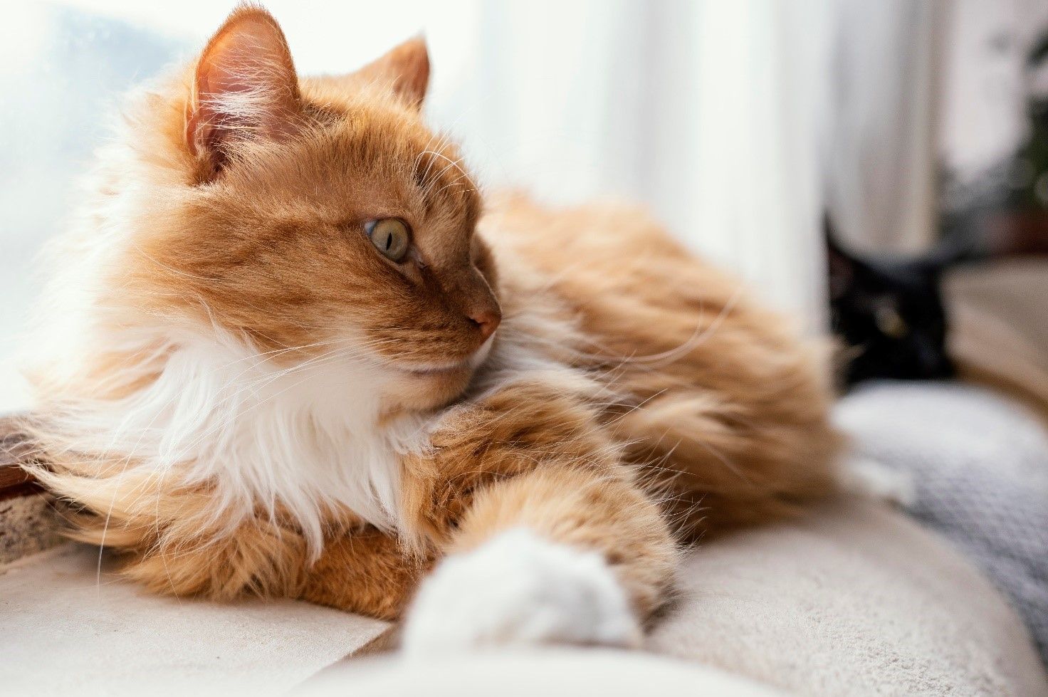 Gatto rosso: cosa lo rende così unico e speciale?