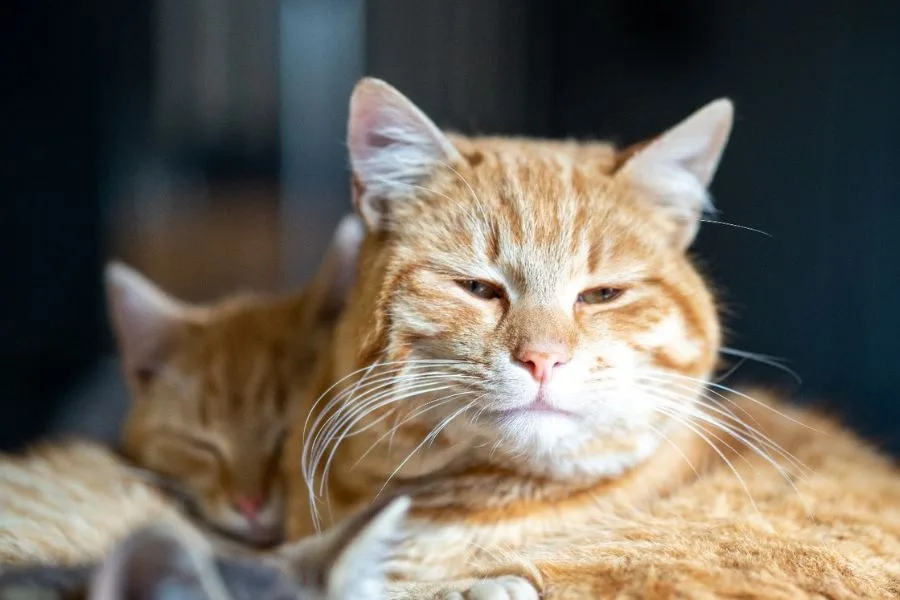 Gatto rosso: cosa lo rende così unico e speciale?