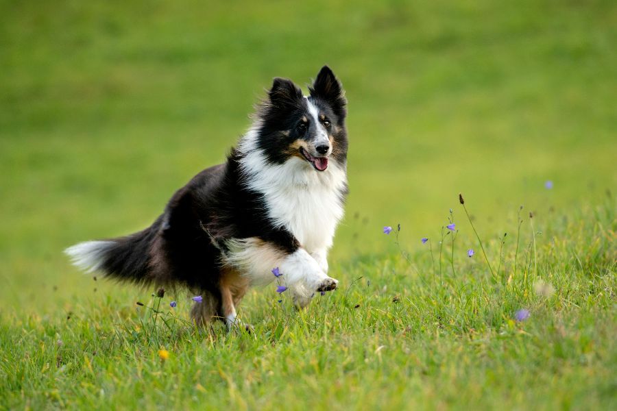 Toelettatura cani: come e quando farla?