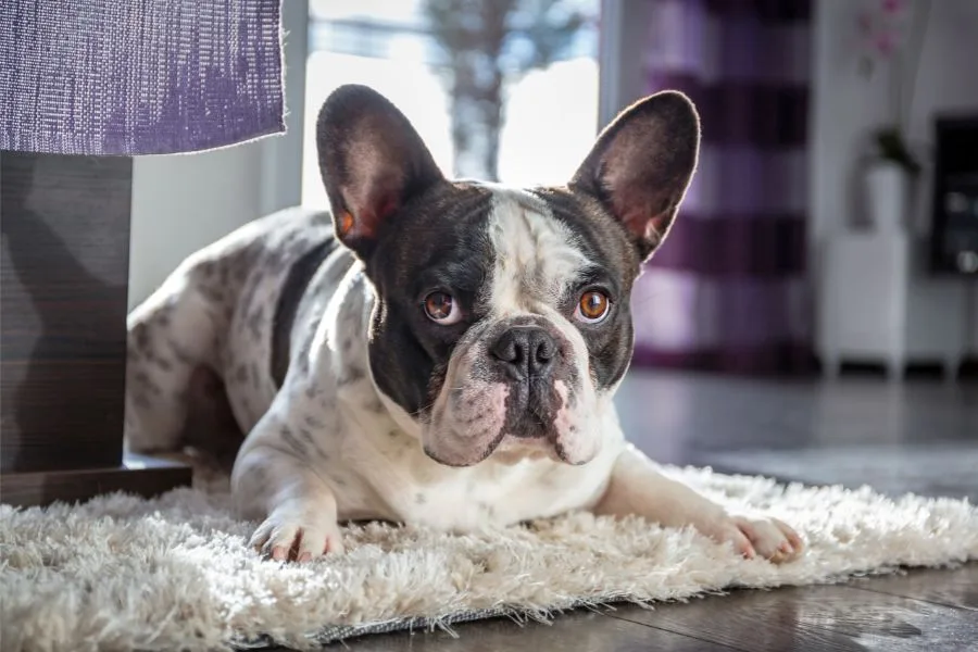 Bulldog Francese: consigli per una Adozione Consapevole