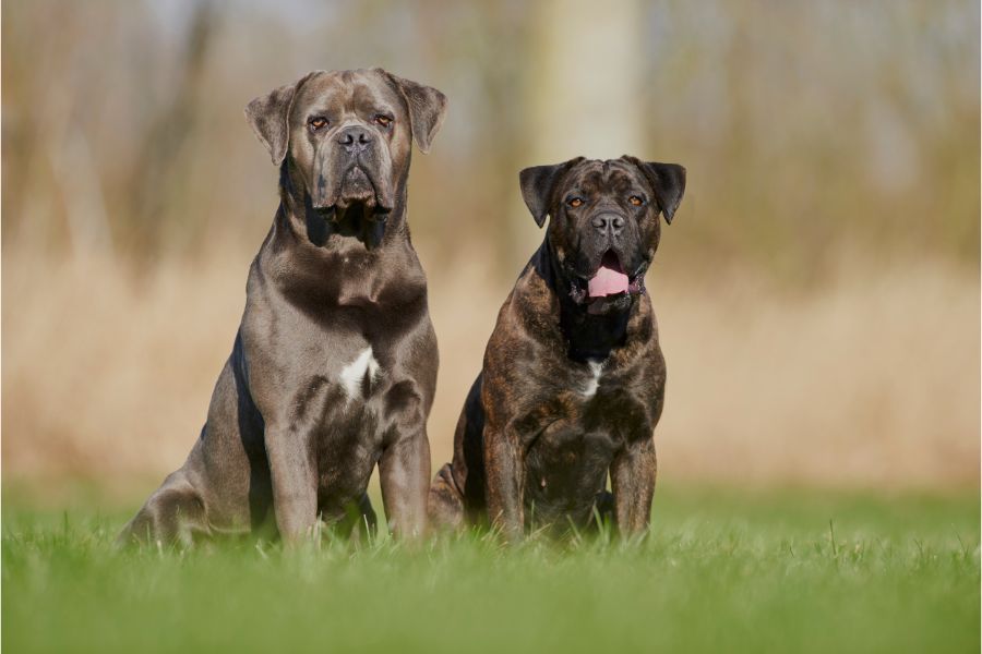 10 film sui cani da vedere almeno una volta nella vita