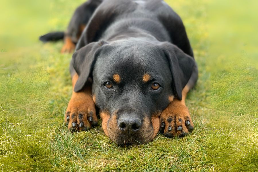 Rottweiler: carattere, cura e consigli per un’adozione consapevole